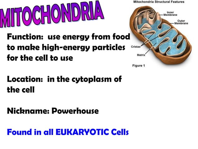 Cell flip notes organelles in order | PPTX | Biological Sciences | Science