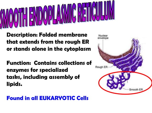 Cell flip notes organelles in order | PPTX | Biological Sciences | Science
