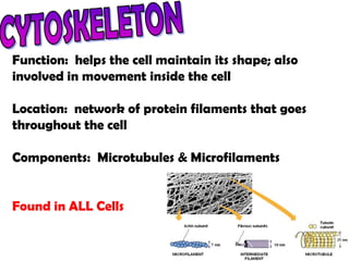 Cell flip notes organelles in order | PPTX | Biological Sciences | Science