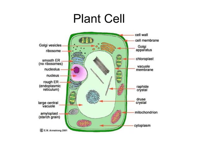 Cell flip notes organelles in order | PPTX | Biological Sciences | Science