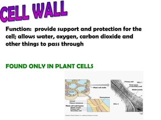 Cell flip notes organelles in order | PPTX | Biological Sciences | Science