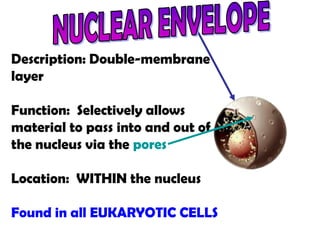 Cell flip notes organelles in order | PPTX | Biological Sciences | Science