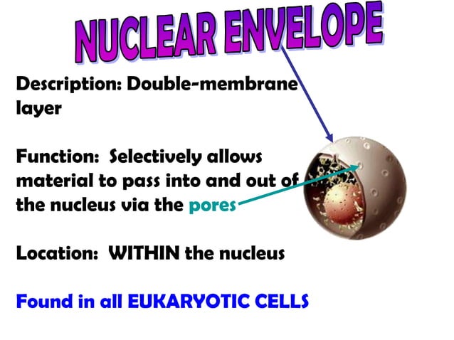 Cell flip notes organelles in order | PPTX | Biological Sciences | Science