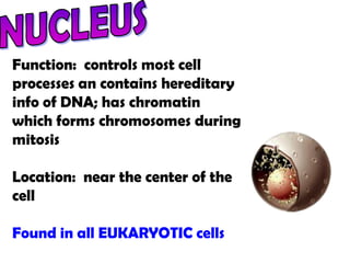 Cell flip notes organelles in order | PPTX | Biological Sciences | Science