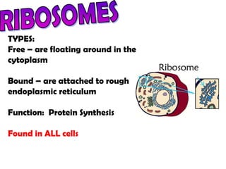 Cell flip notes organelles in order | PPTX | Biological Sciences | Science