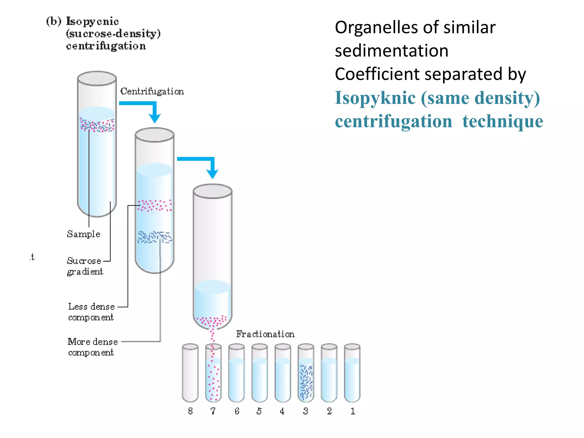 Cell fractionation | PPTX | Biological Sciences | Science