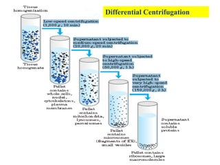 Cell fractionation | PPTX | Biological Sciences | Science
