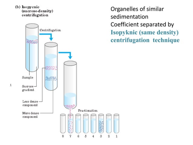 Cell fractionation | PPTX | Biological Sciences | Science