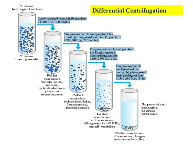 Cell fractionation