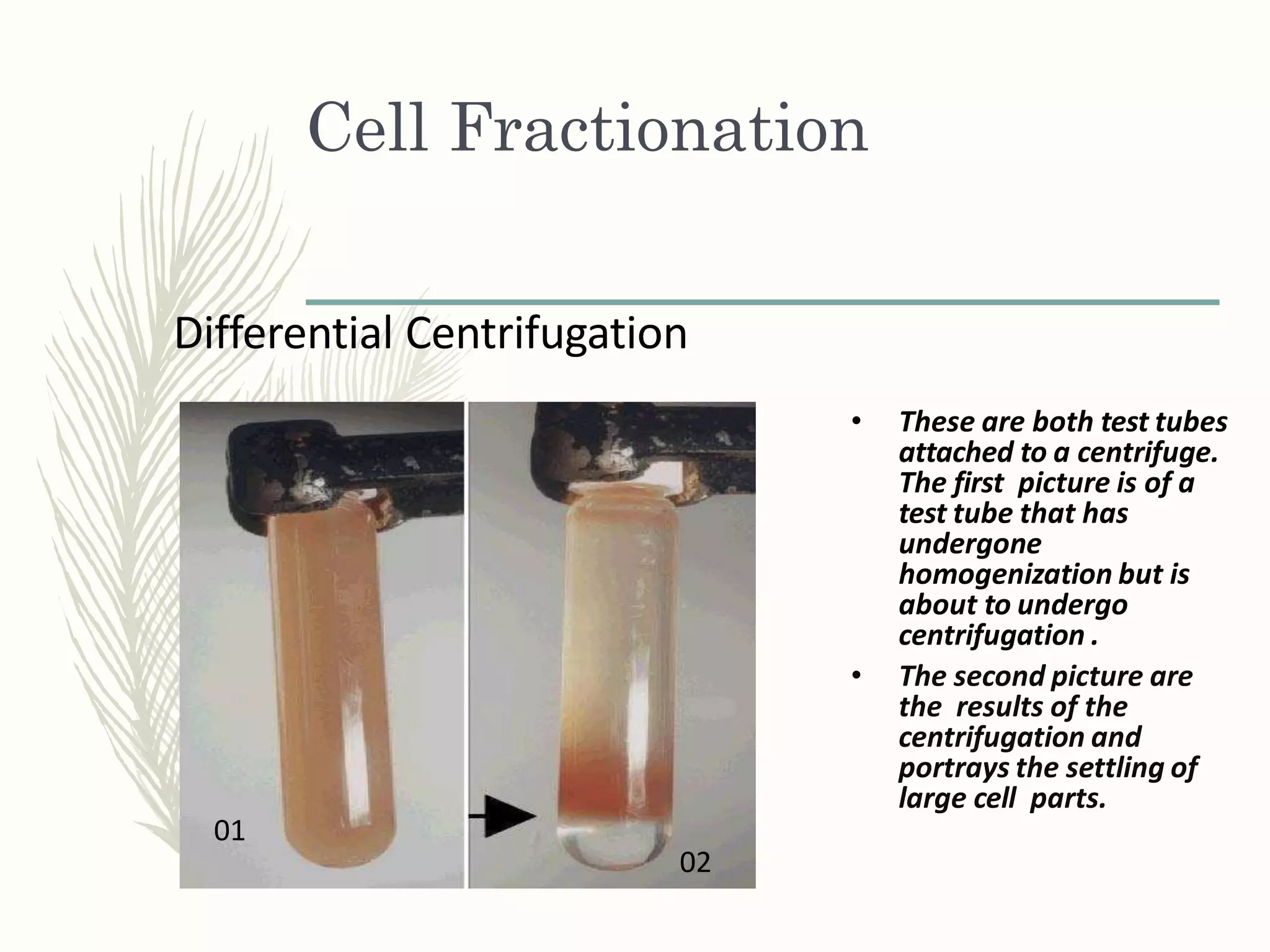 Cell Fractionation 09 May 2020.pdf