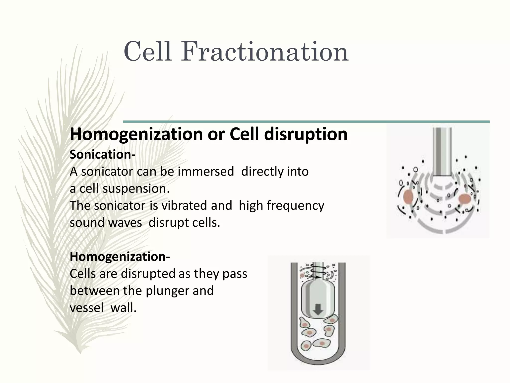 Cell Fractionation 09 May 2020.pdf