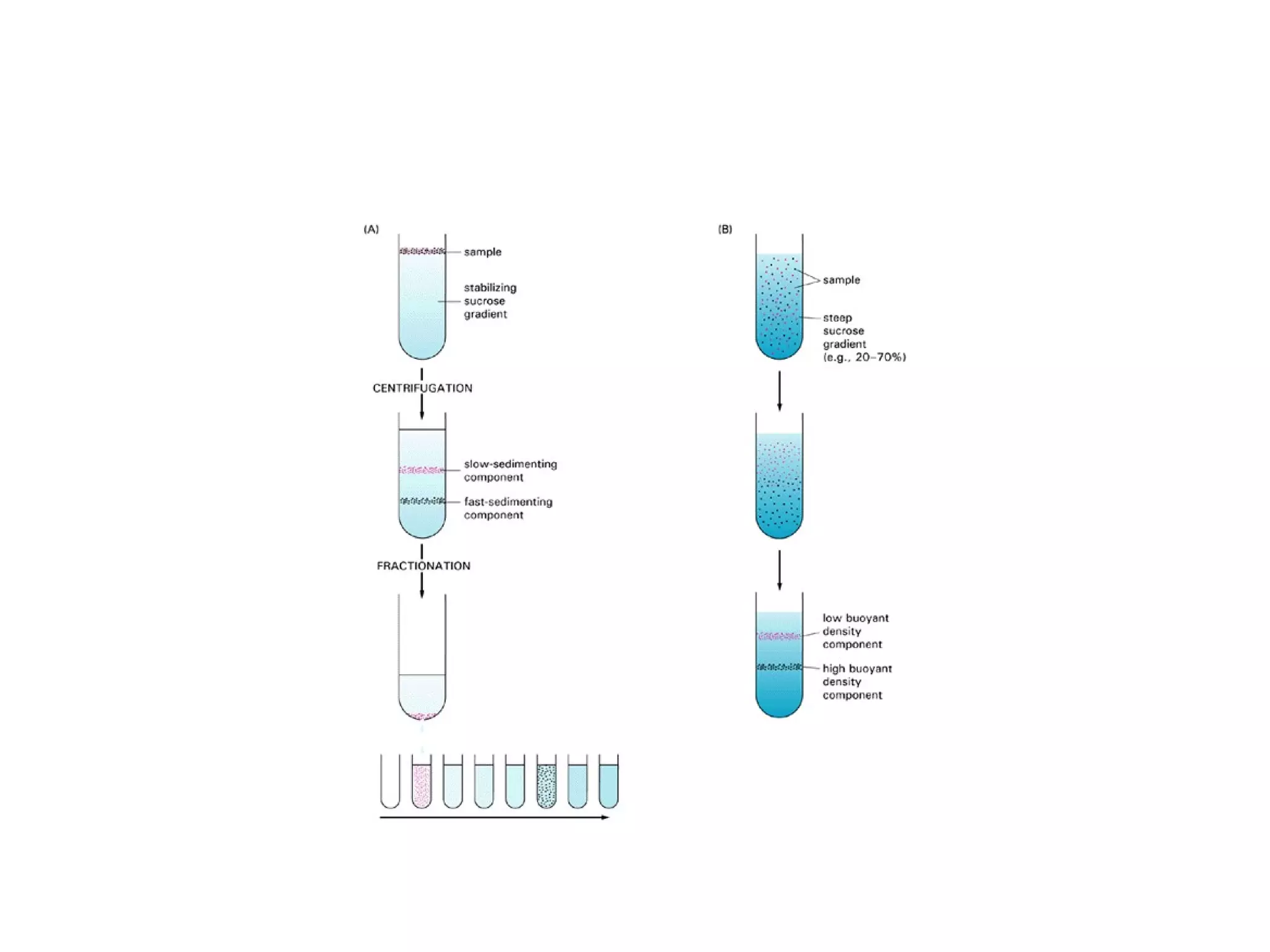 Cell fractionationppt | PPT
