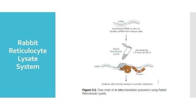 Cell free protein expression system | PPT Cell free protein expression system | PPT