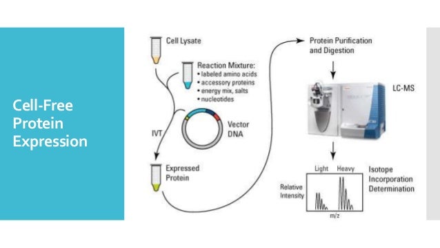 Cell free protein expression system Cell free protein expression system