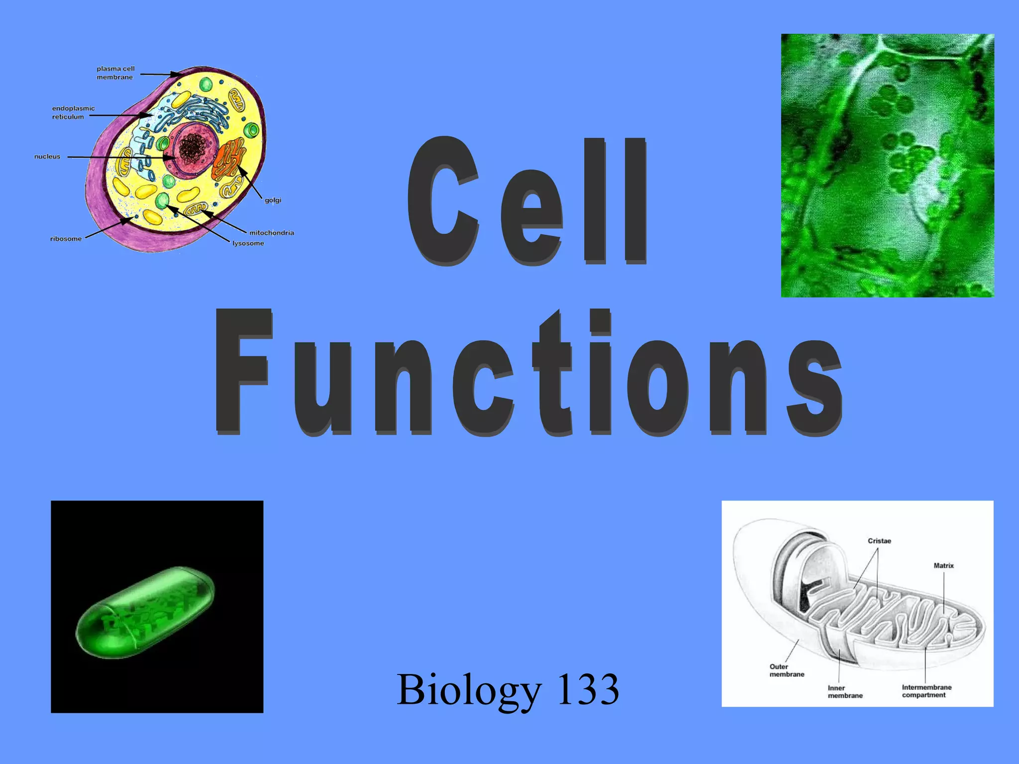 Cell Functions | PPT