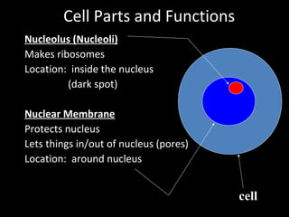 Cell functions power point | PPT | Biological Sciences | Science