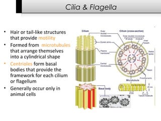 Cells: Function | PPT