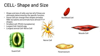 Cell_Fundamental of Life (1).pdf