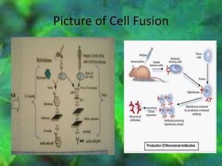 Cell fusion | PPTX
