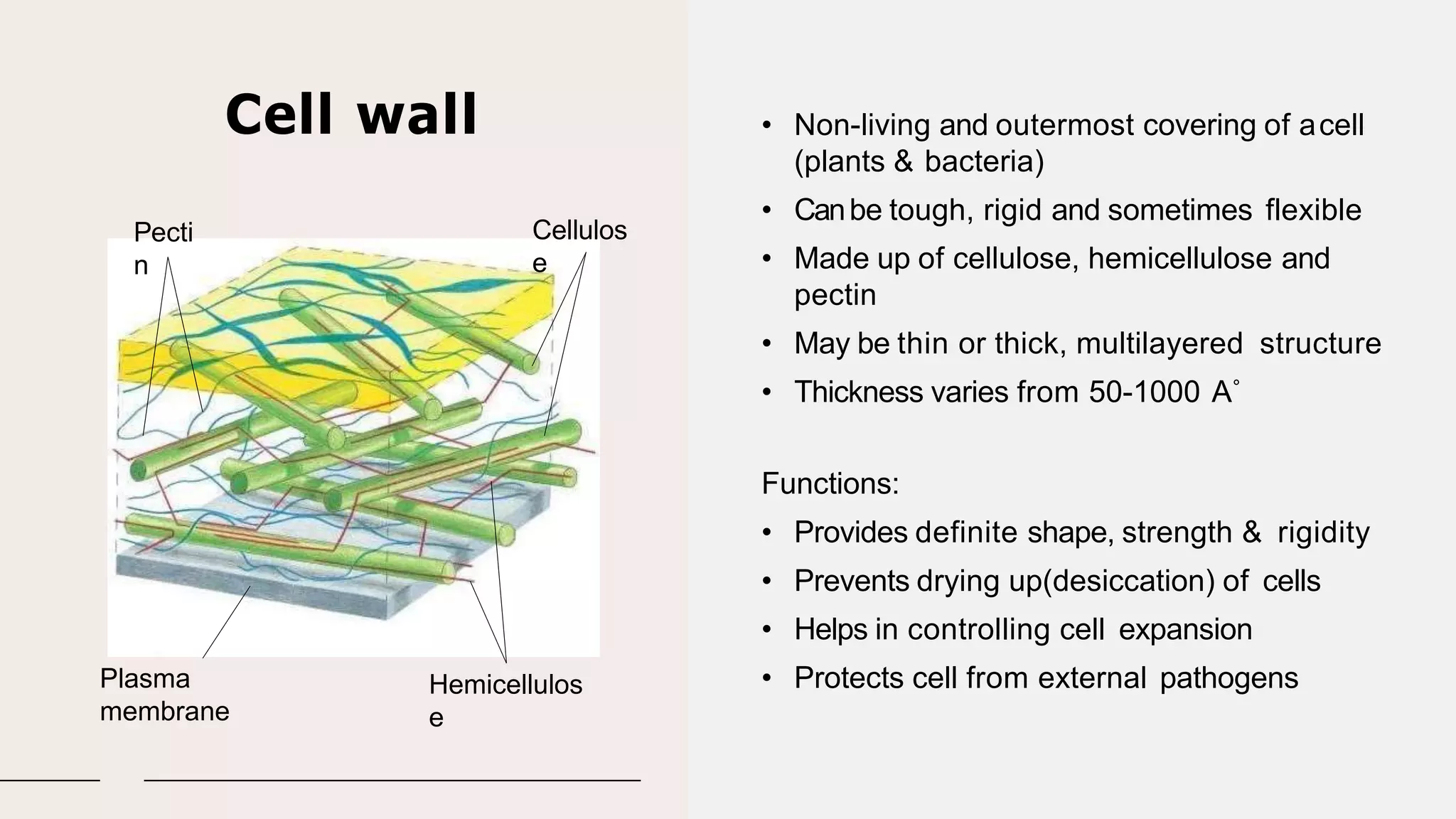 cell_grade 7_final.pptx
