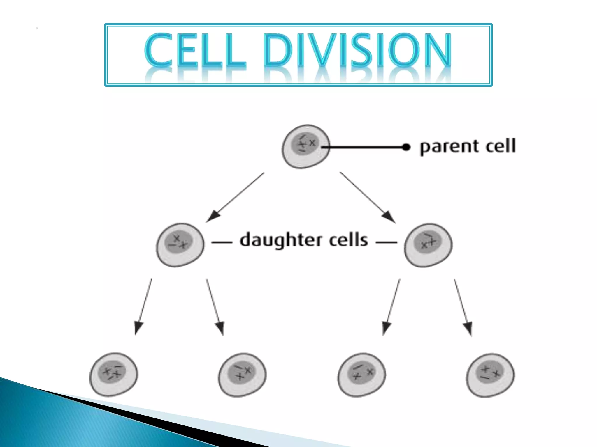 Cell growth & reproduction | PPTX