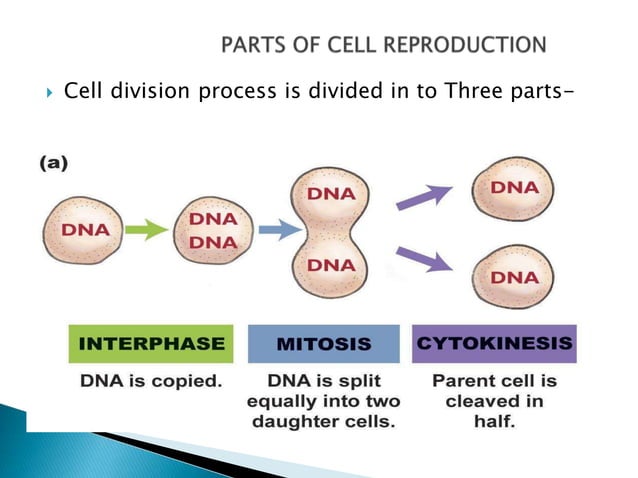 Cell growth & reproduction | PPT