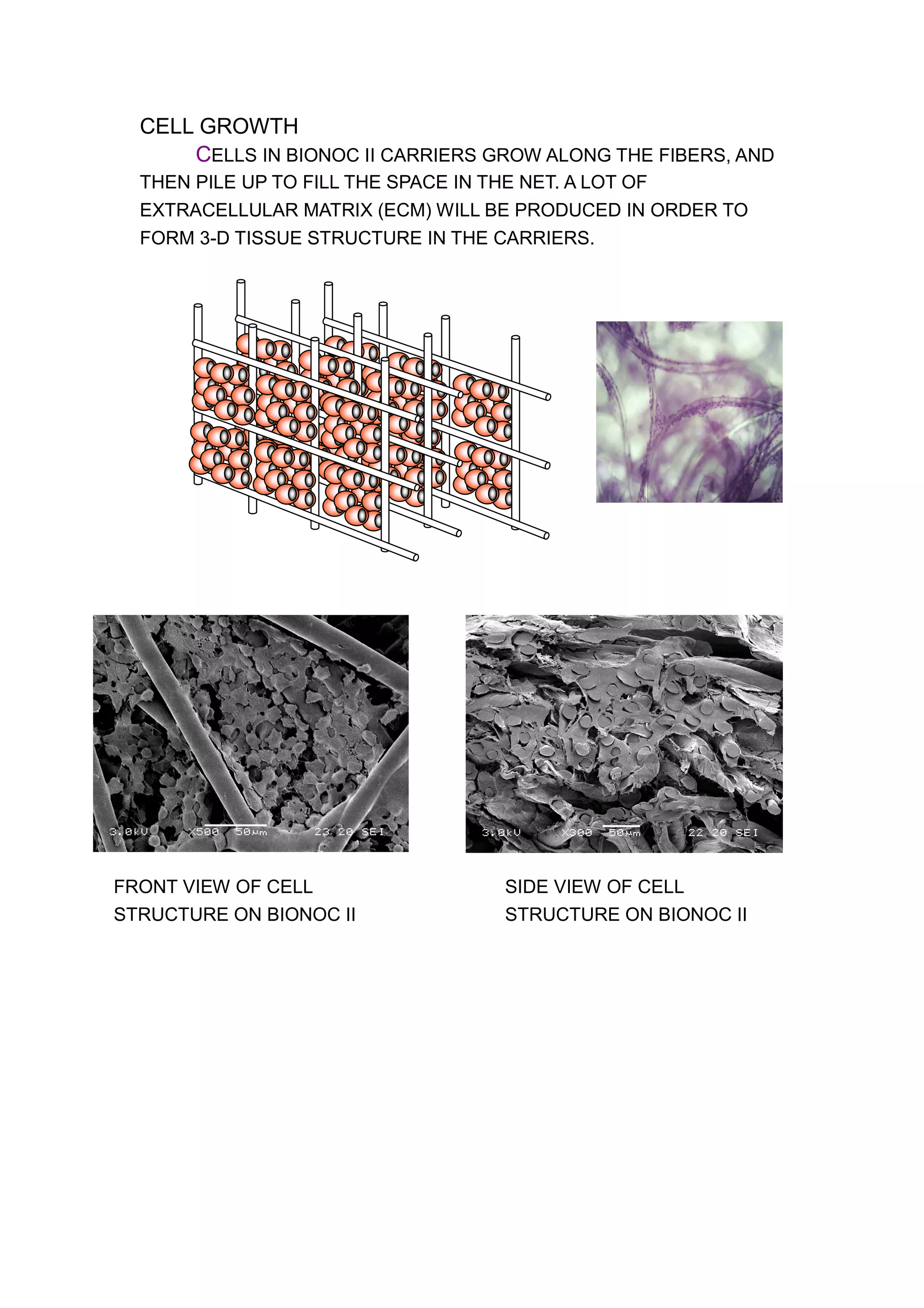 Cell harvest principle | PDF
