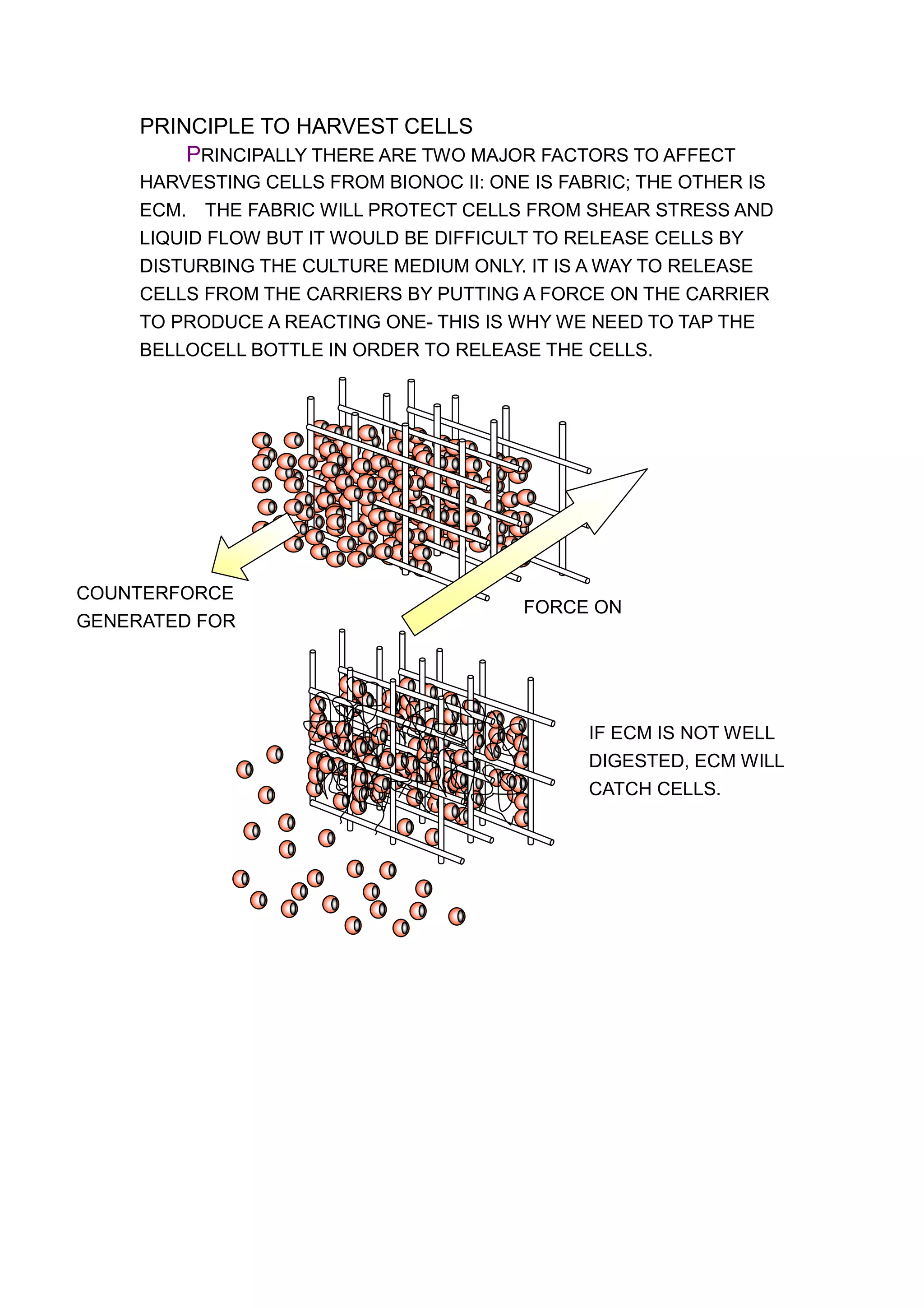 Cell harvest principle | PDF