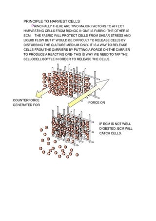 Cell harvest principle | PDF