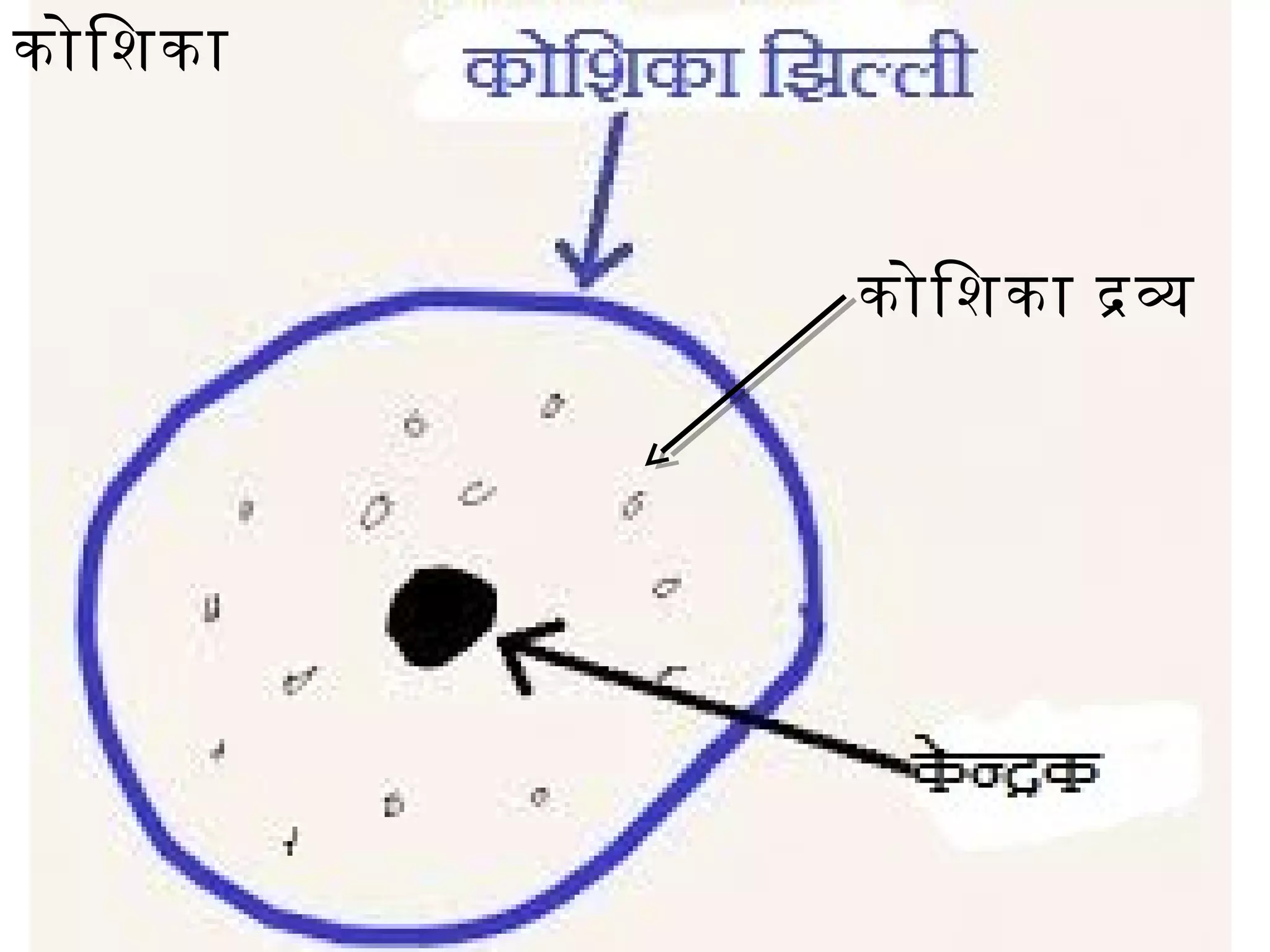 Cell hindi | PPT