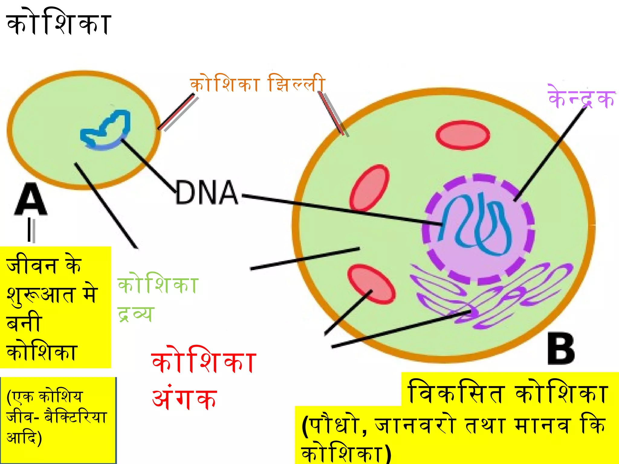 Cell hindi | PPT
