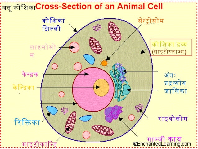Cell hindi | PPT