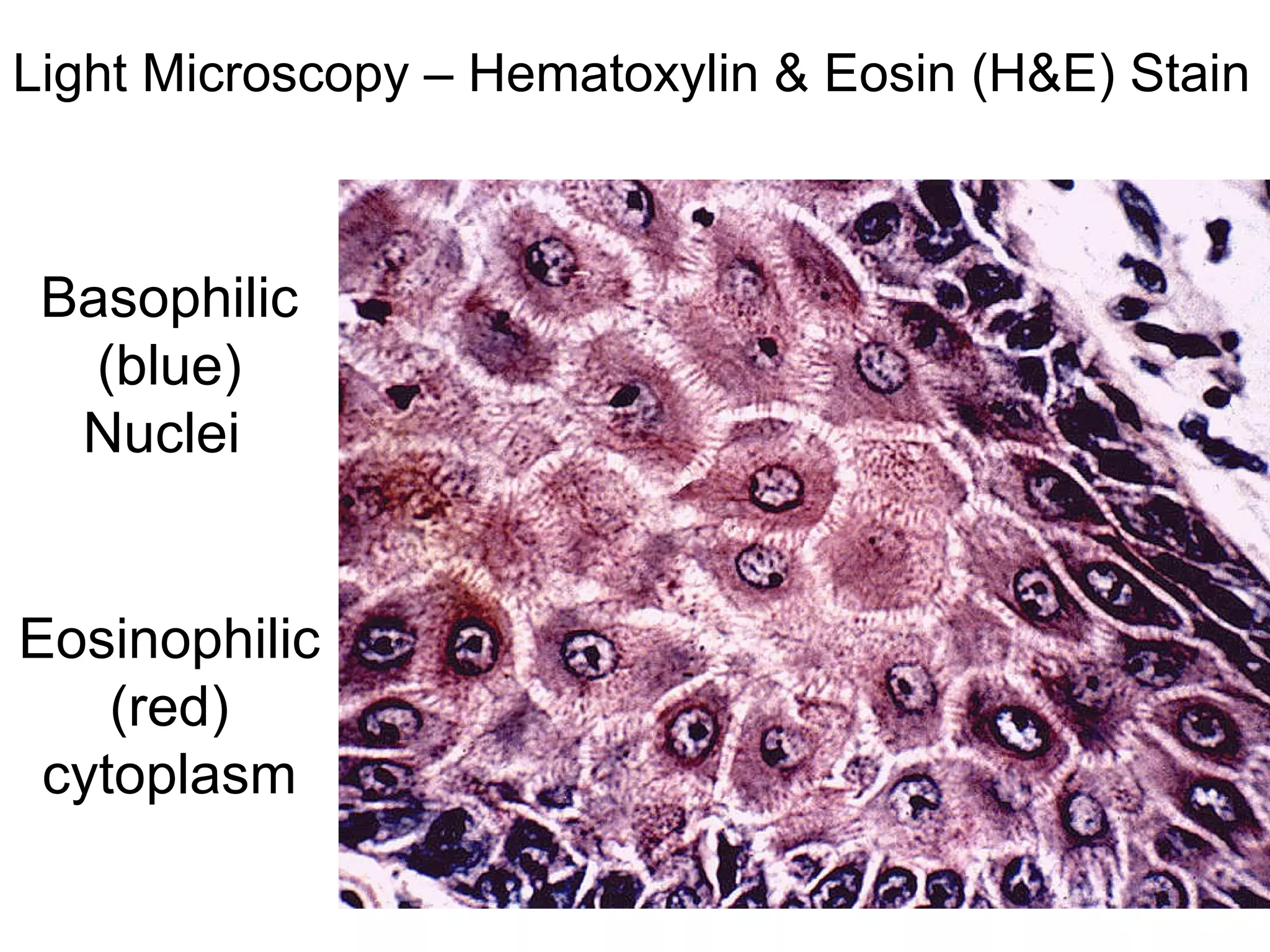 Cell histology | PPT