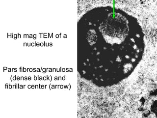 Cell histology | PPT