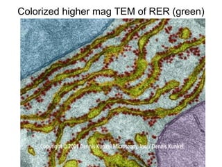 Cell histology | PPT