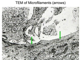 Cell histology | PPT