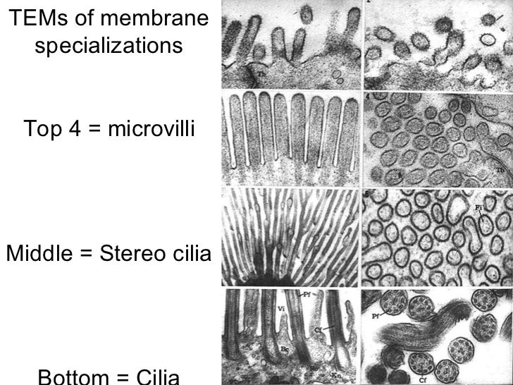 Cell histology