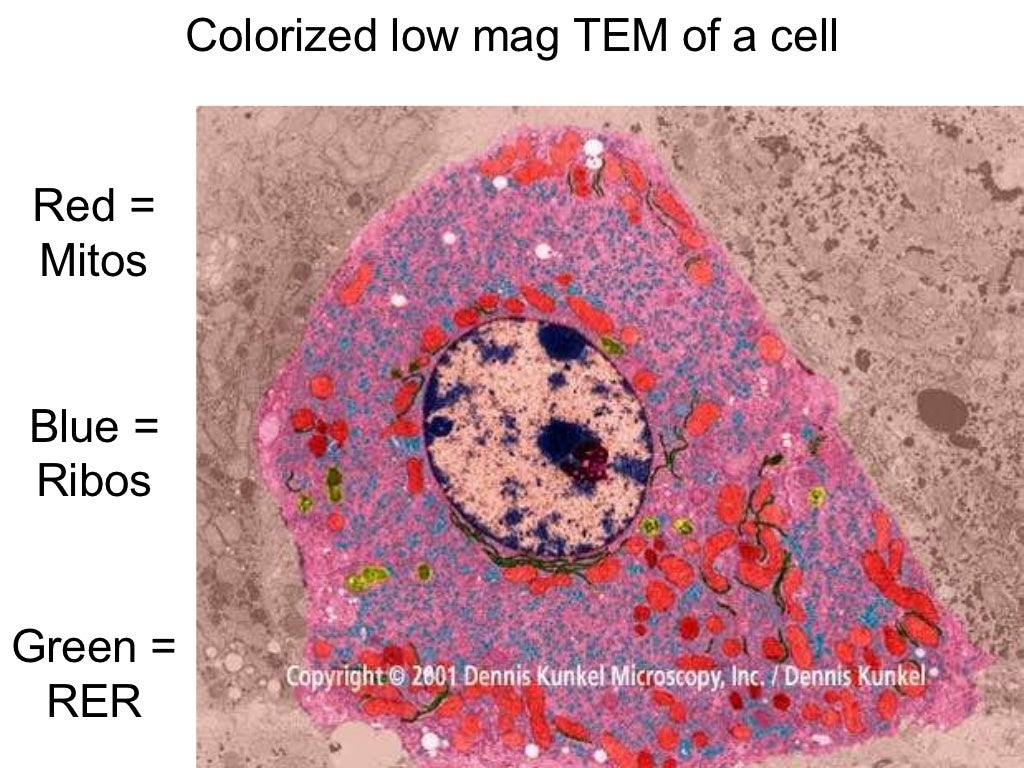 The Cell The Histology Guide