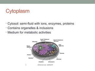 Cell histology presentation by Dr.Rumaisa PT | PPTX