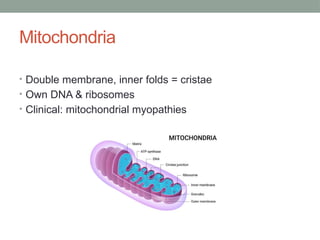Cell histology presentation by Dr.Rumaisa PT | PPTX