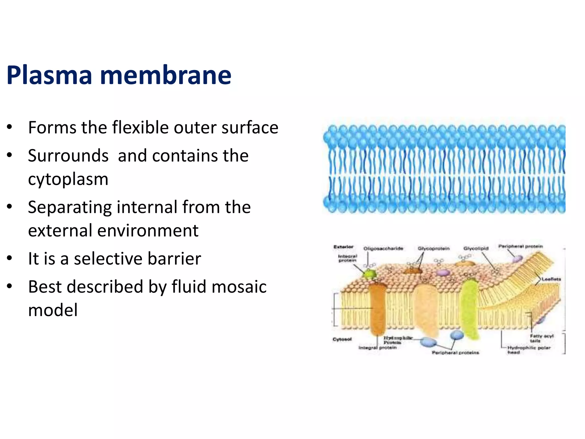 Cell & Homeostasis | PPTX
