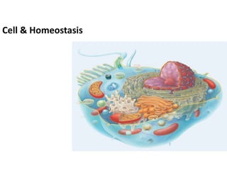 Cell & Homeostasis | PPTX
