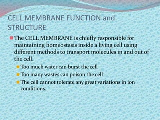 Cell homeostatis | PPSX