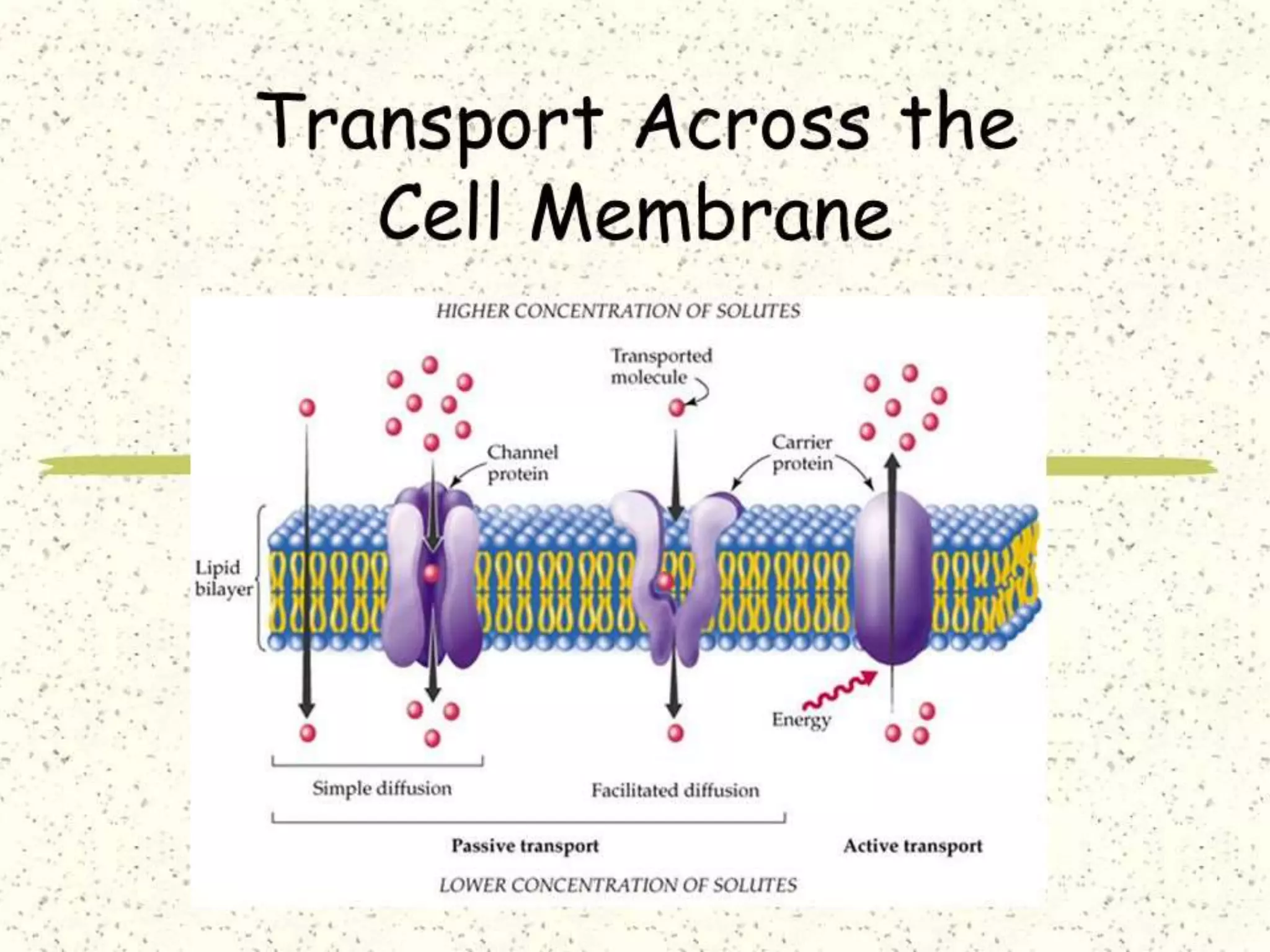 CELL ,ITS CONSTITUENTS,TISSUES ,ORGANISATION ,TRANSPORT ACROSS CELL | PPT
