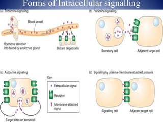 CELL ,ITS CONSTITUENTS,TISSUES ,ORGANISATION ,TRANSPORT ACROSS CELL | PPT