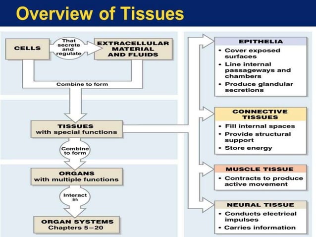 CELL ,ITS CONSTITUENTS,TISSUES ,ORGANISATION ,TRANSPORT ACROSS CELL | PPT