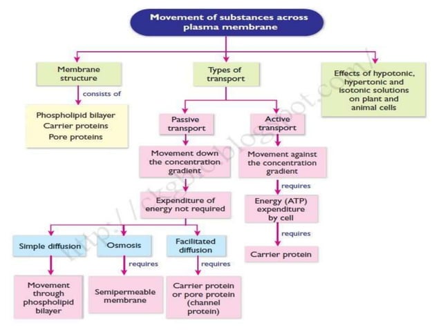CELL ,ITS CONSTITUENTS,TISSUES ,ORGANISATION ,TRANSPORT ACROSS CELL | PPT