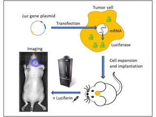 Cell imaging techniques detailed presentation | PPTX