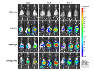 Cell imaging techniques detailed presentation | PPTX