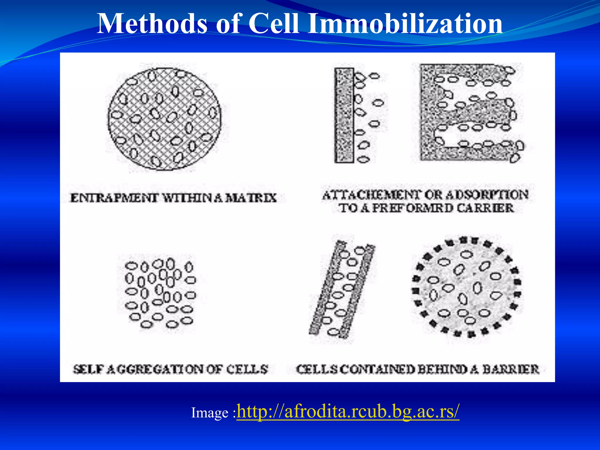 CELL IMMOBILIZATION SMG | PPTX